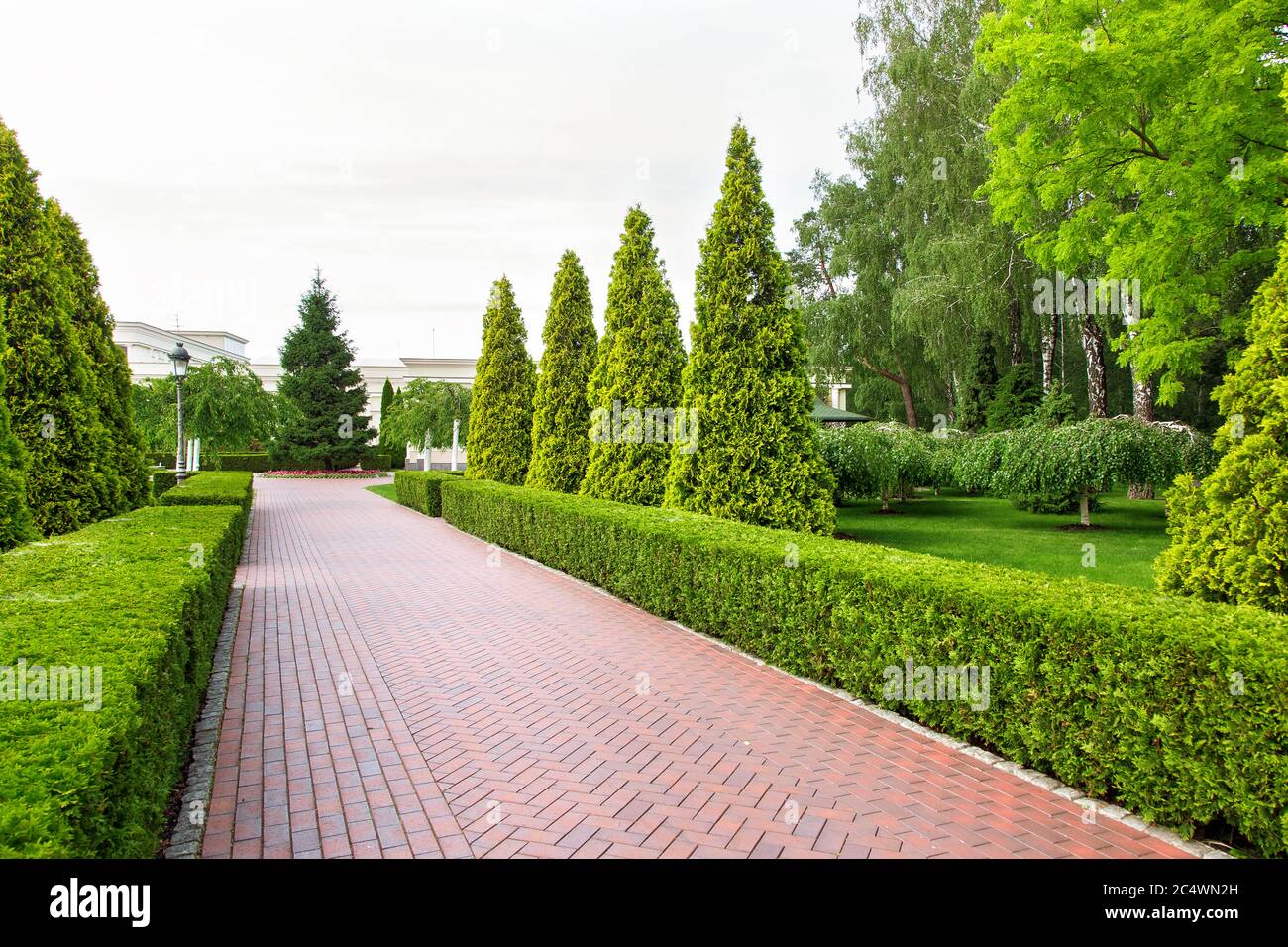 Pedestrian pavement of tiles with trimmed deciduous bushes and ...