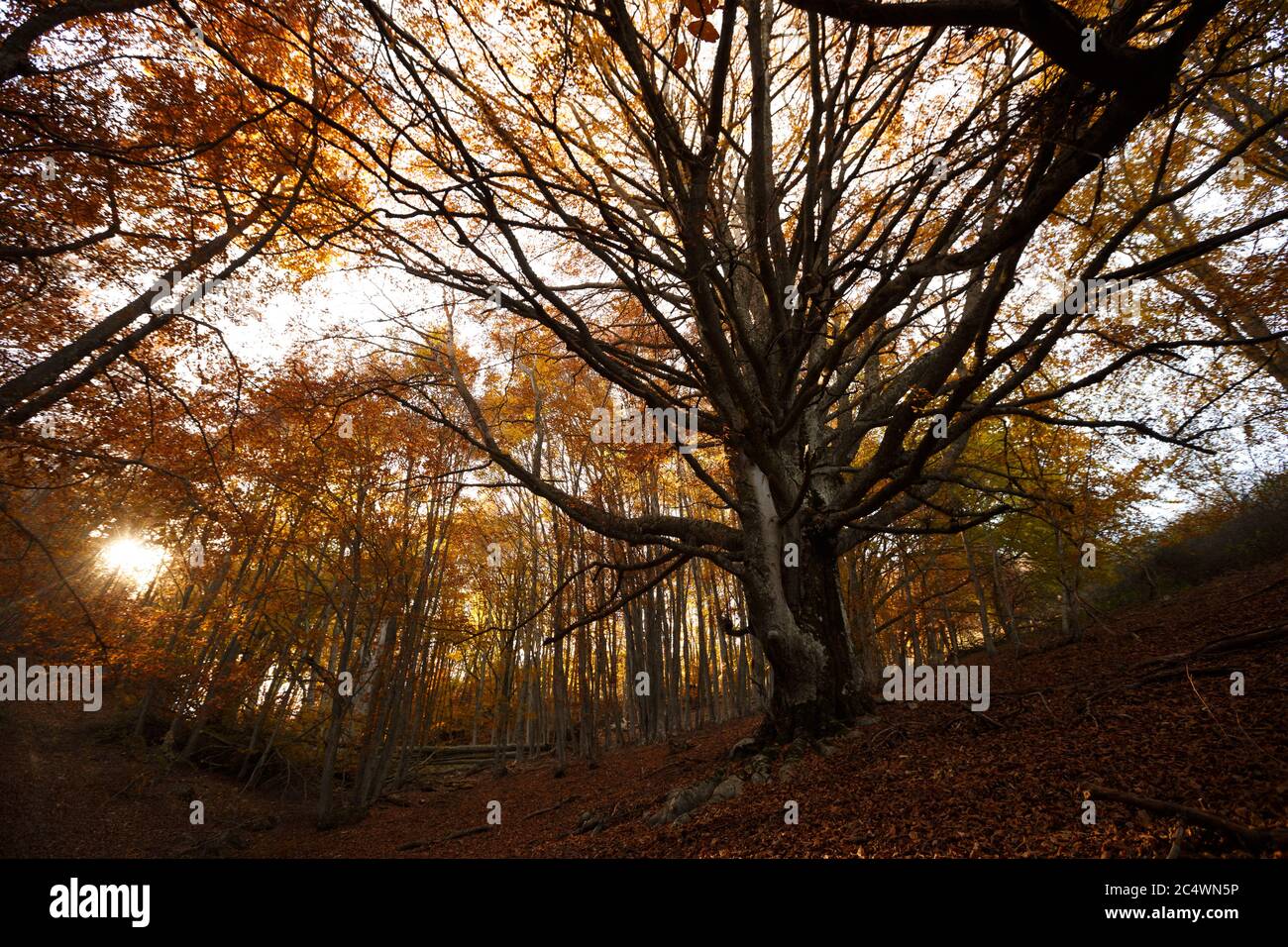 Fairy tree in autumn forest on sunset. Old magical tree with big ...