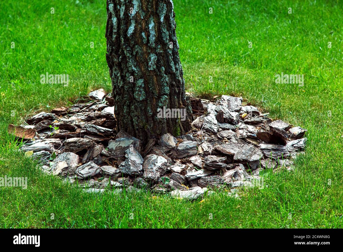 moss-covered tree trunk covered with a bunch of mulching bark, green ...
