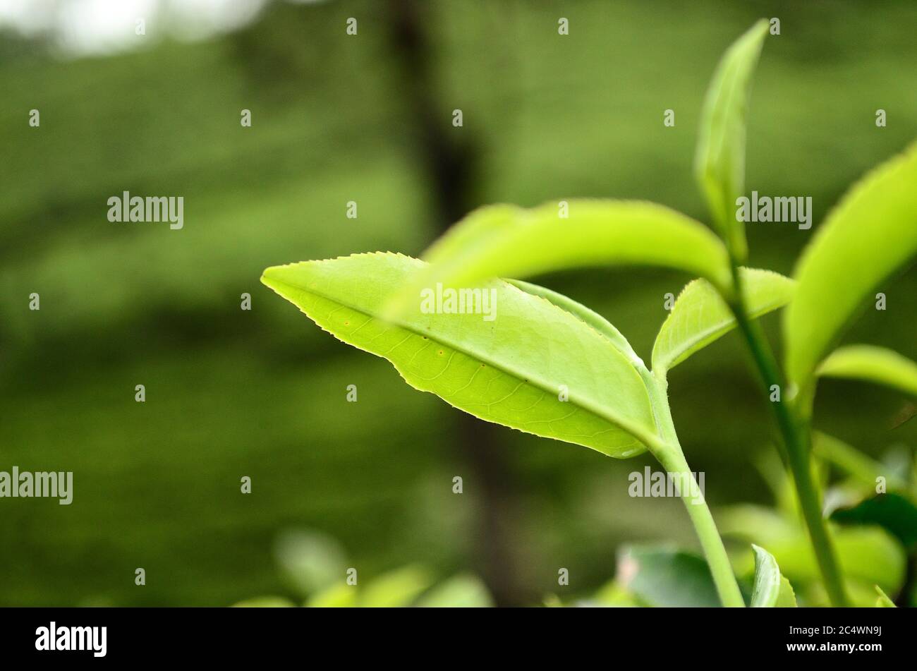 Close-up of tea leaves growing in tea garden at Kerala in India Stock ...