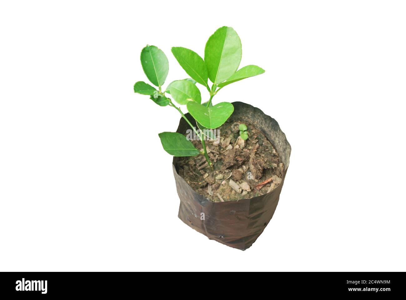 Successfully Propagation Citrus High Resolution Stock Photography and ...