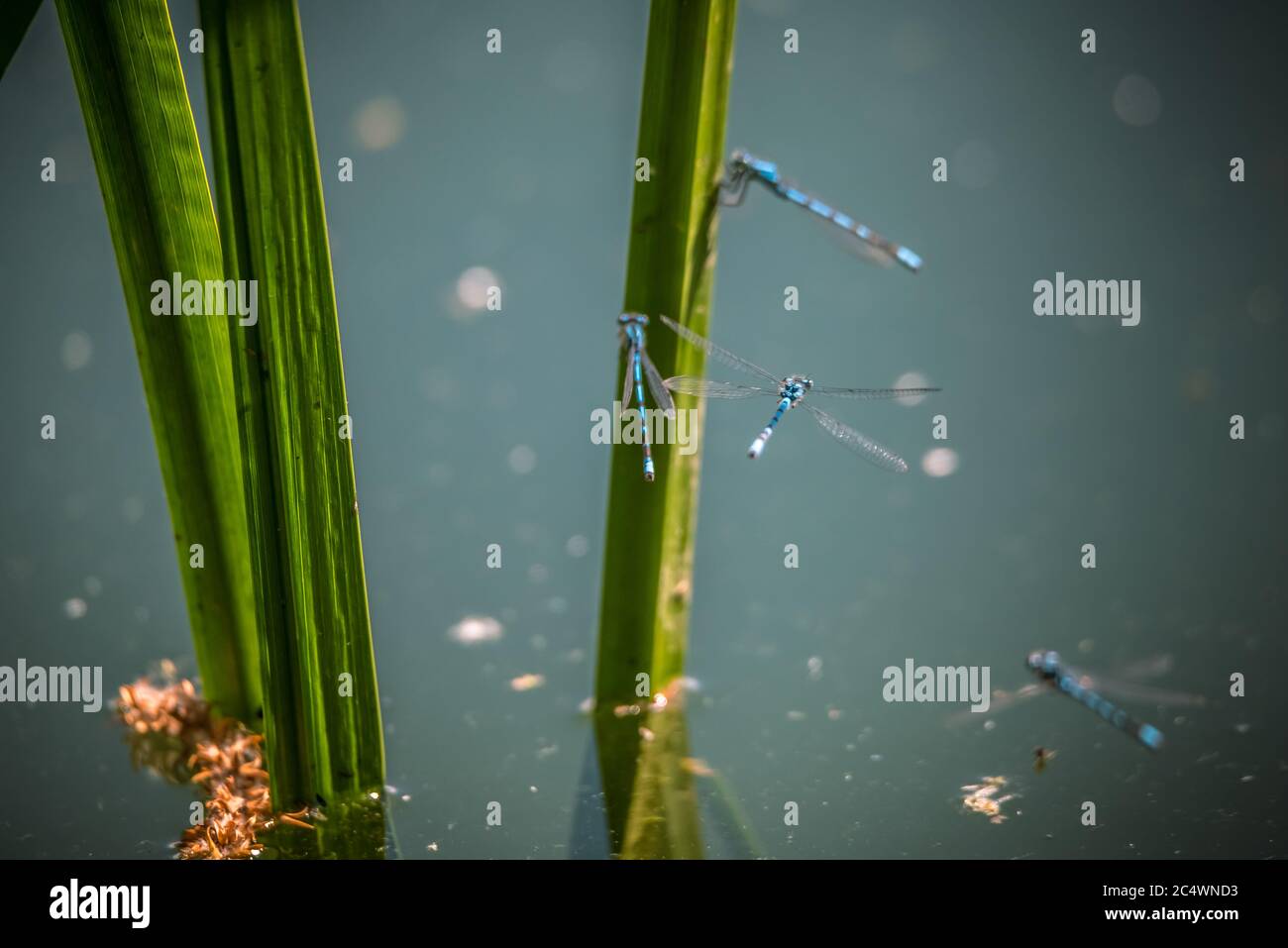 Common Blue Damselflies, hovering around reeds in a lake in the UK ...