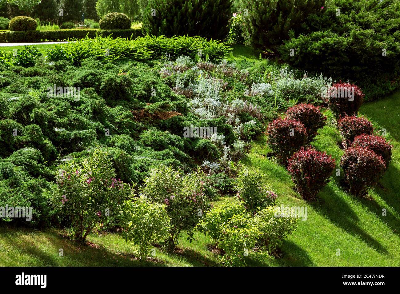 Evergreen Landscape Design 10 Ideal Evergreen Trees For Small Gardens