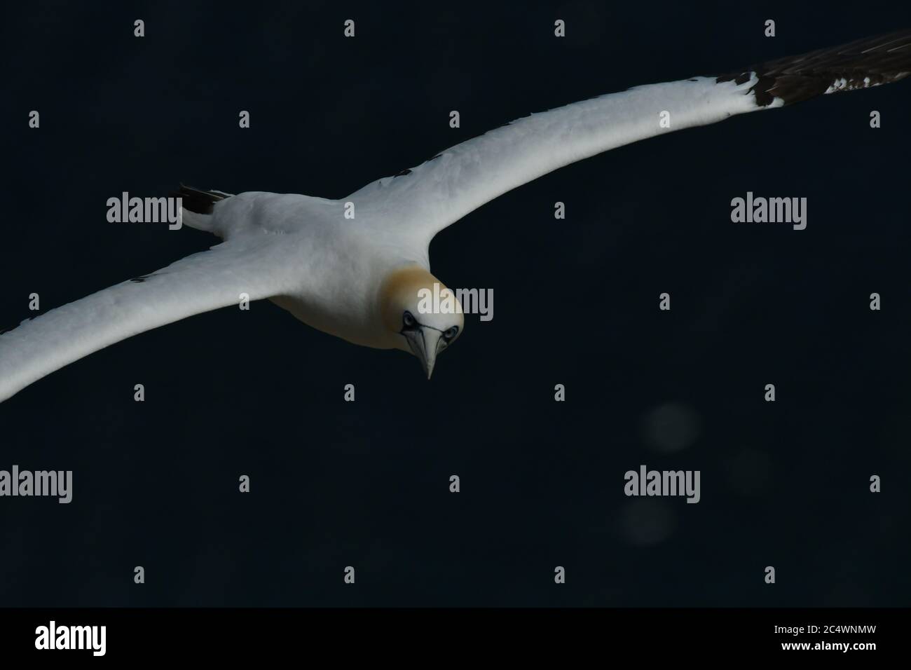 Northern gannet flying over the North sea Stock Photo - Alamy