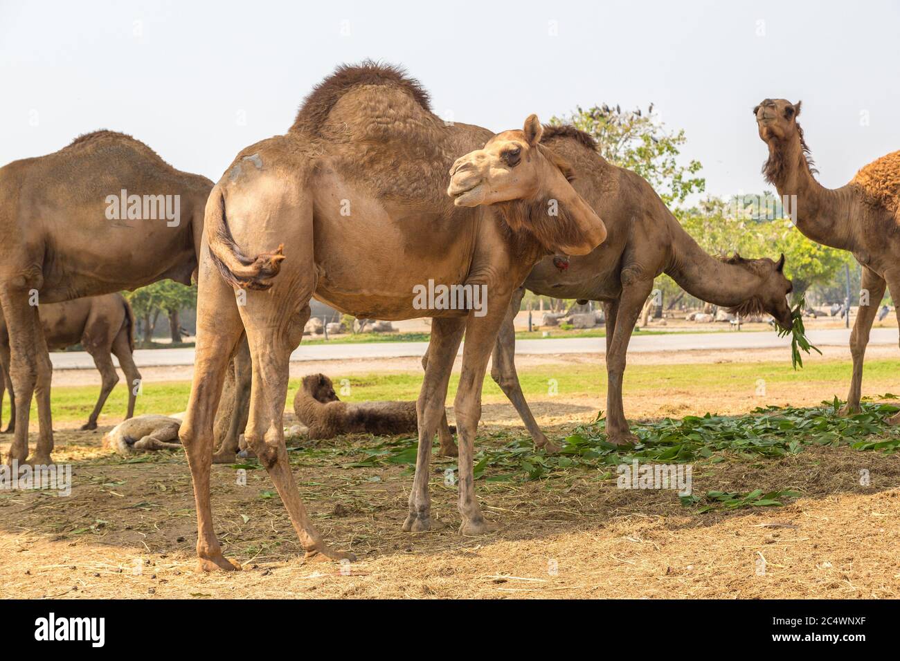 Animals in Safari World Zoo in Bangkok in a summer day Stock Photo - Alamy