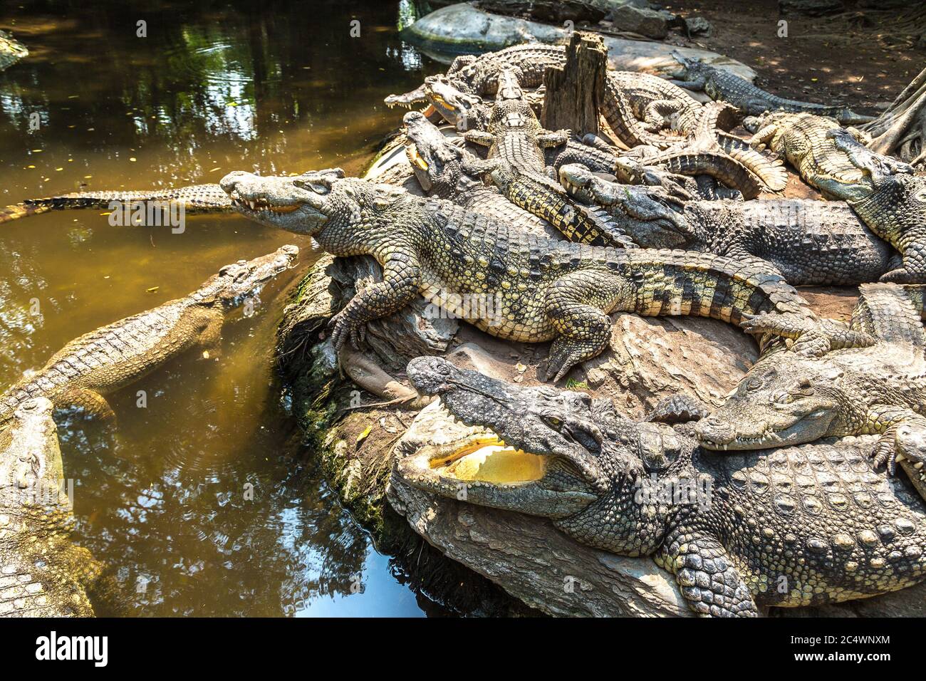 Crocodiles of the world hi-res stock photography and images - Alamy