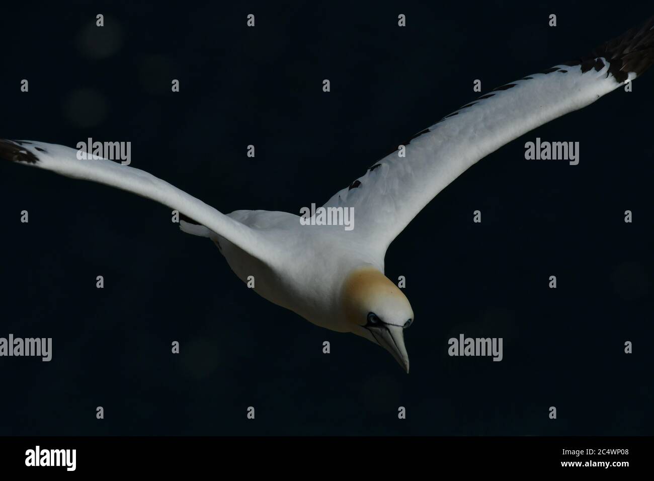 Northern gannet flying over the North sea Stock Photo - Alamy