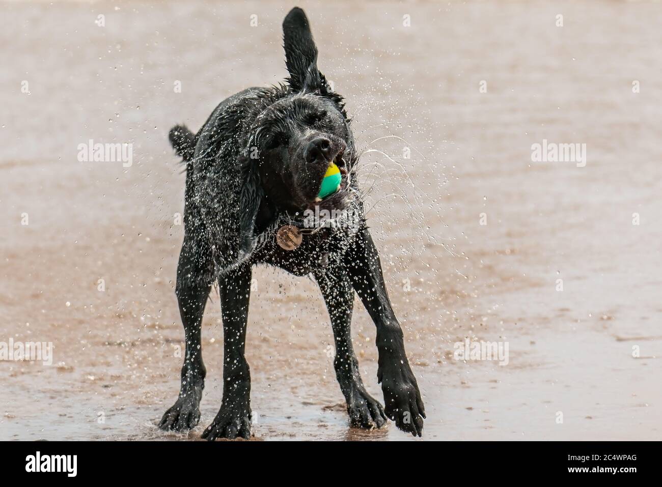 Labrador shaking off water hi-res stock photography and images - Alamy