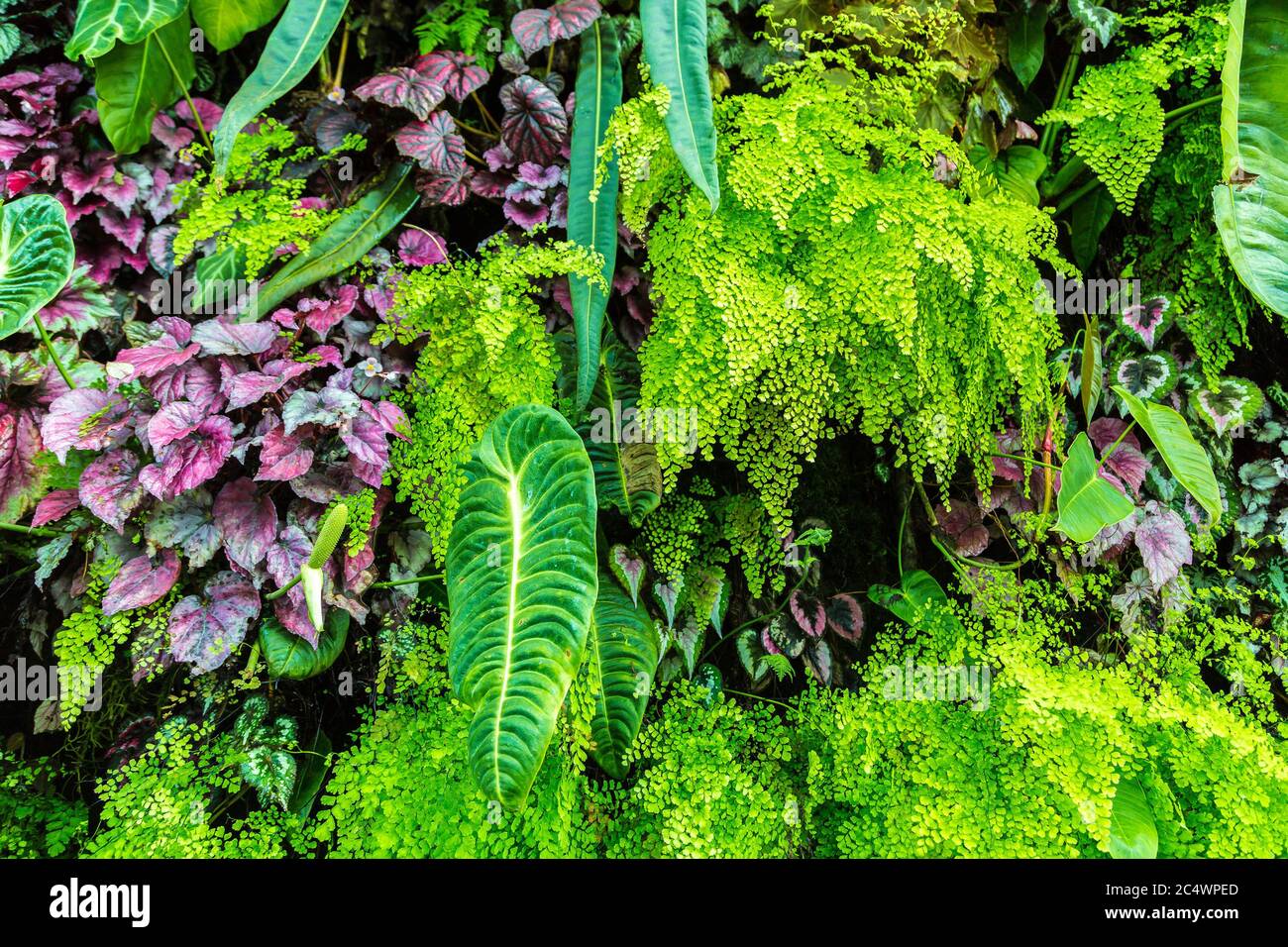 Vertical garden with tropical green leaf and flowers. Nature background ...