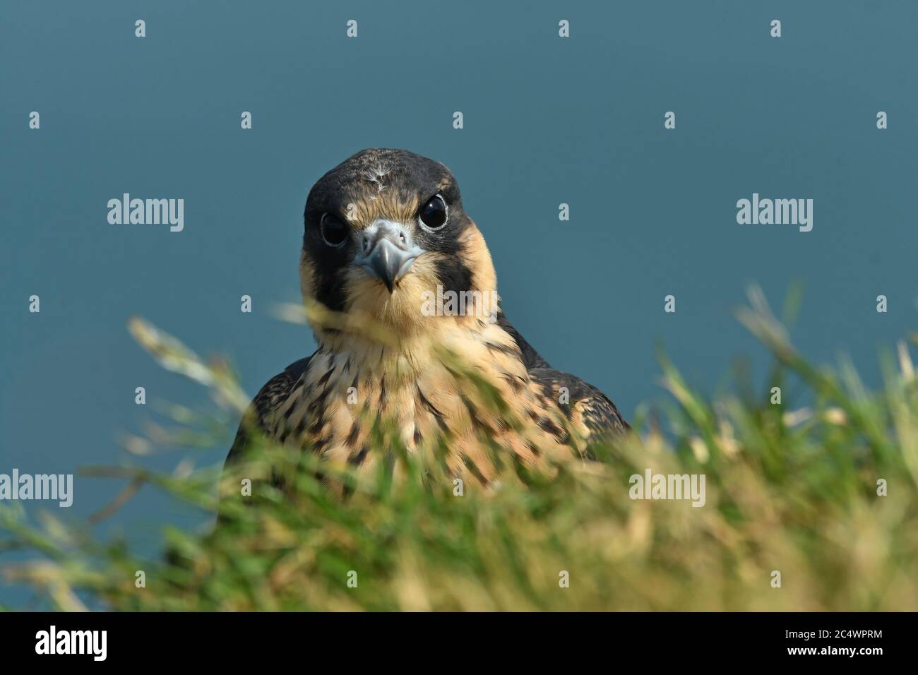 Juvenile peregrine falcon sitting on the cliff Stock Photo - Alamy