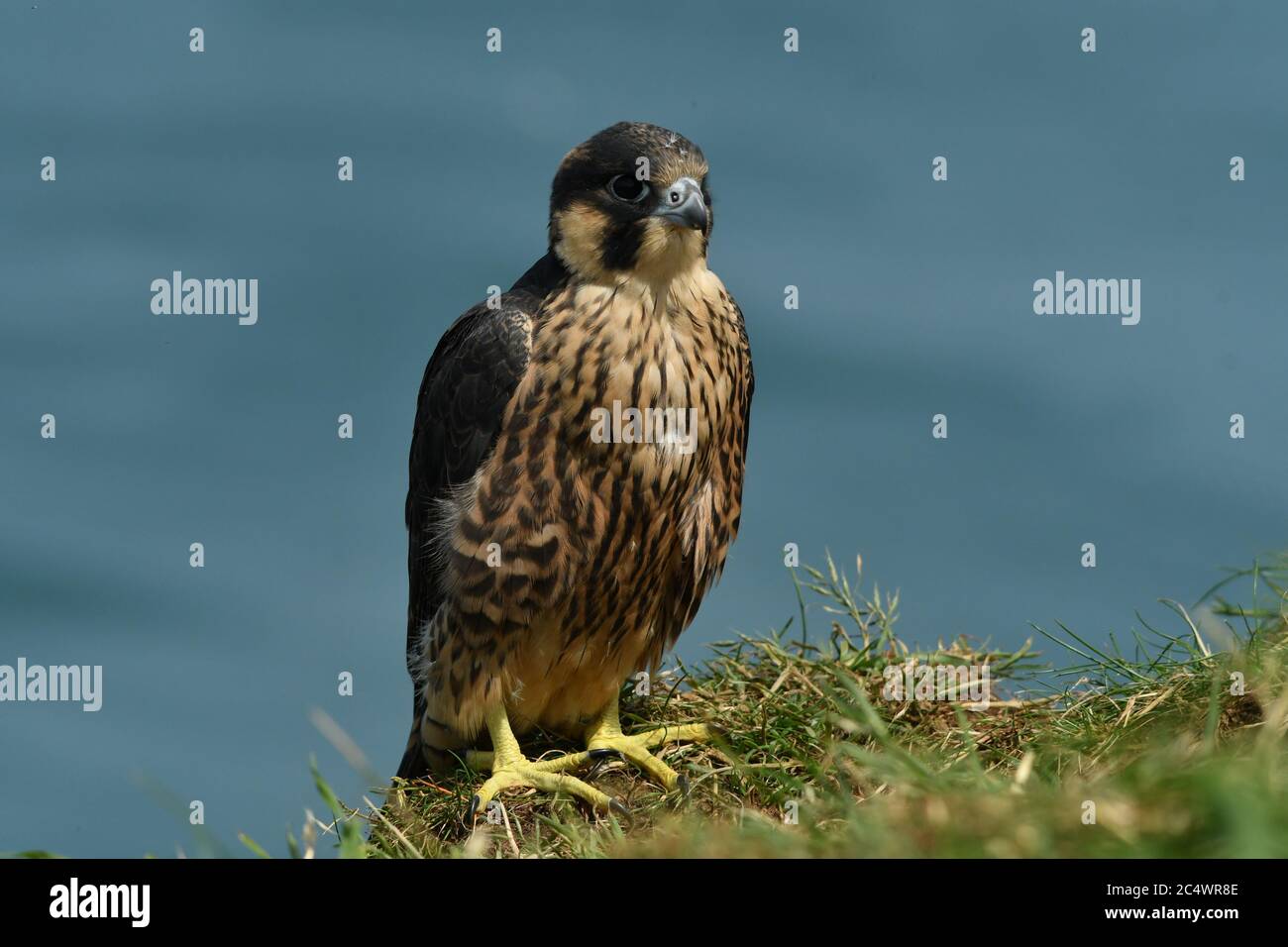 Juvenile peregrine falcon sitting on the cliff Stock Photo - Alamy