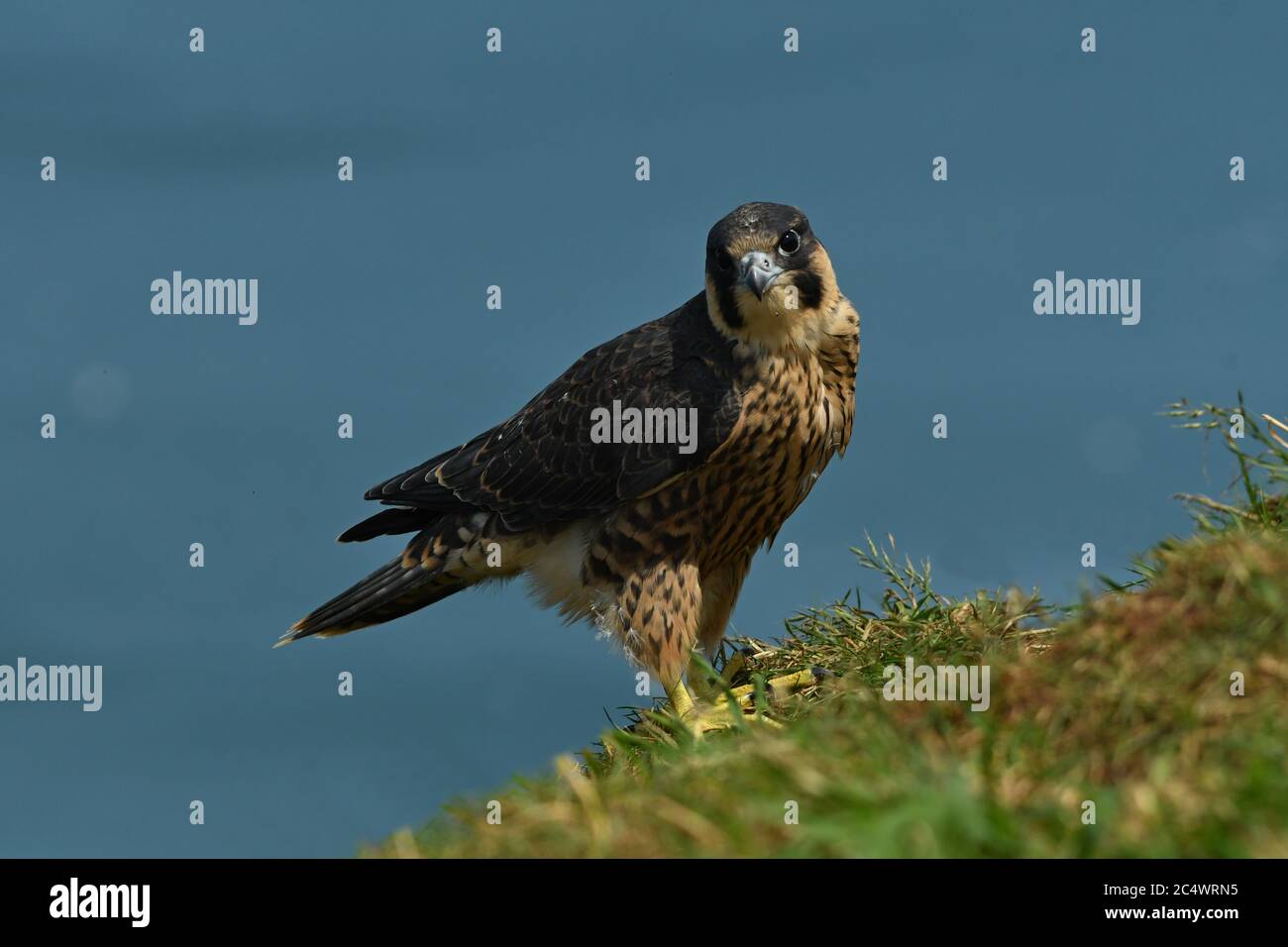 Juvenile peregrine falcon hi-res stock photography and images - Alamy