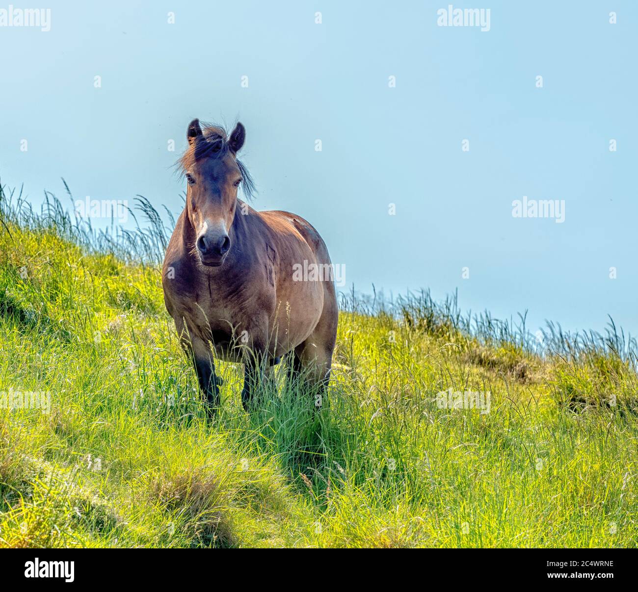 An Exmoor Pony on Traprain Law, East Lothian - a herd of 13 ponies roam ...