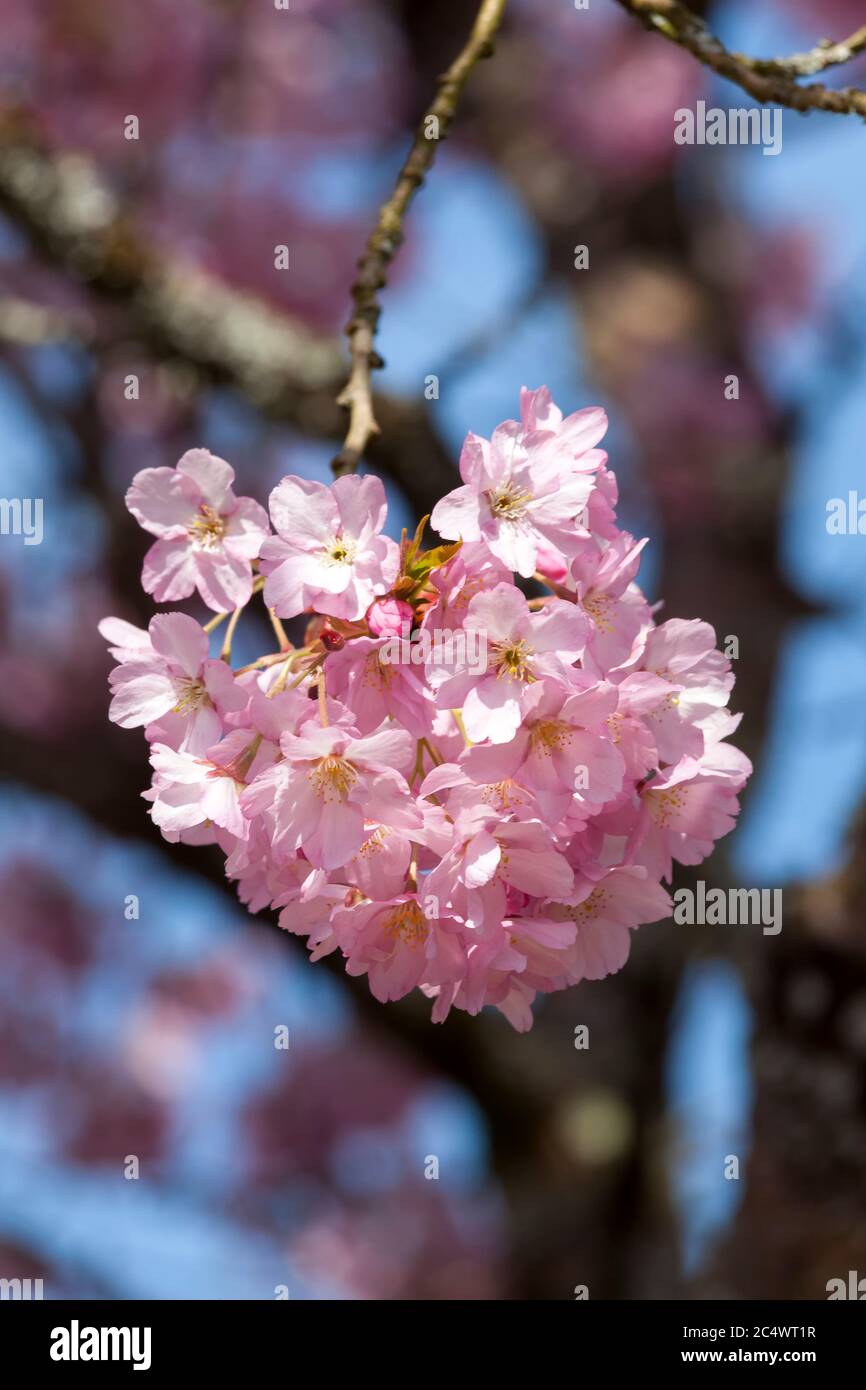 Prunus a pink flower blossom shrub or small tree Stock Photo - Alamy