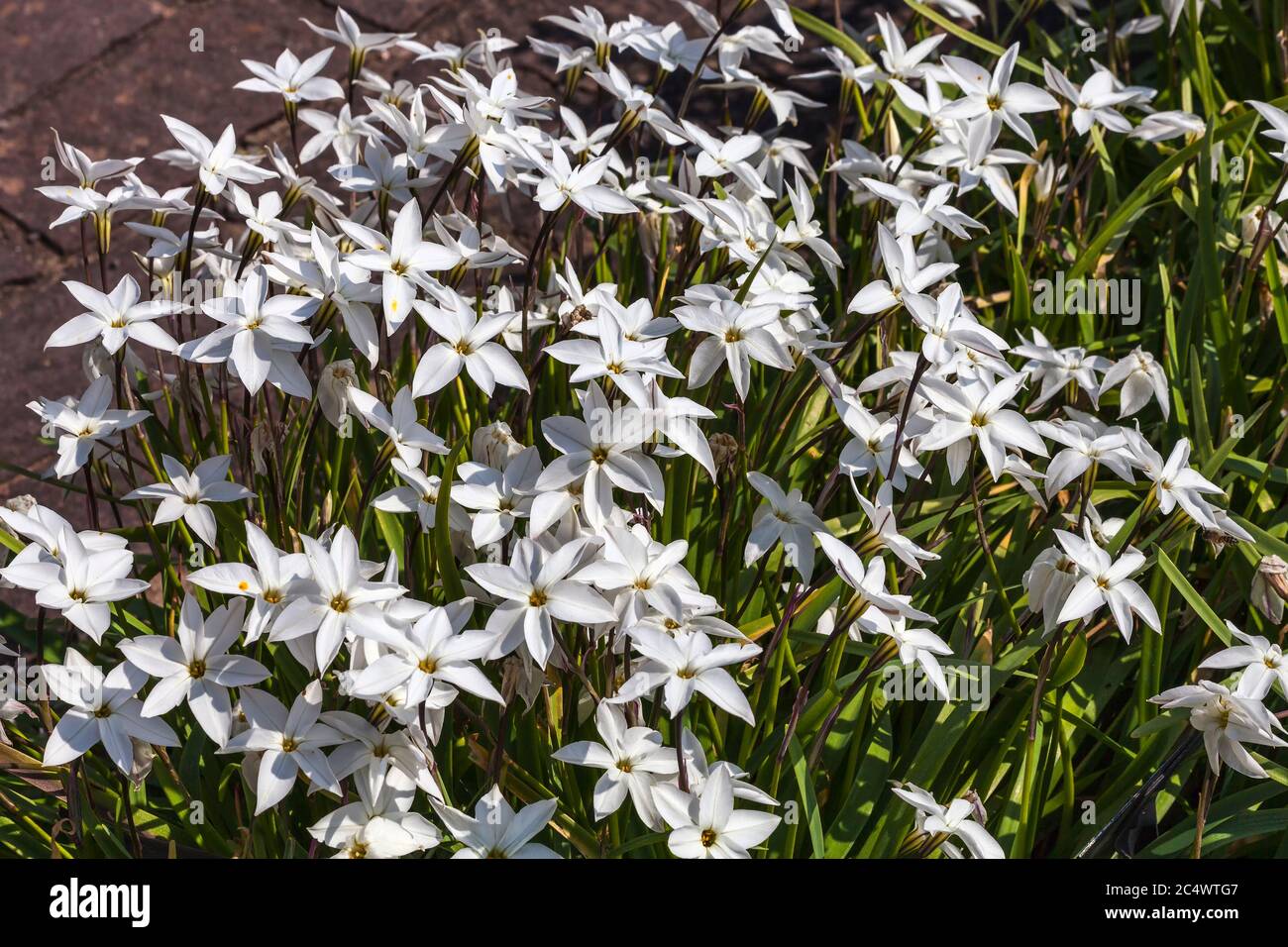 Allium moly 'Jeannine' a spring flowering plant Stock Photo - Alamy