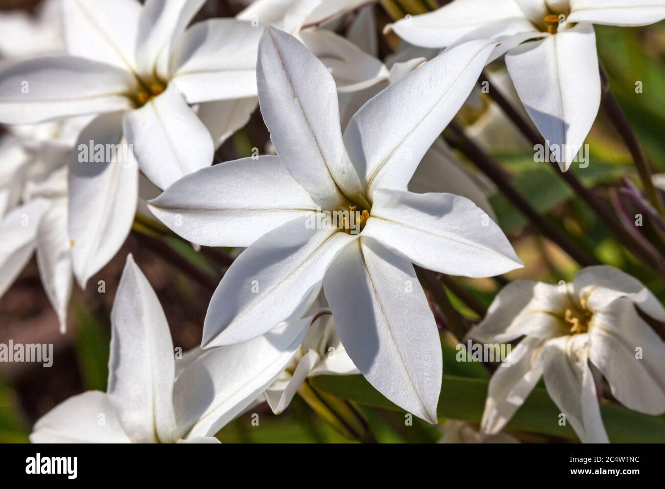 Allium moly 'Jeannine' a spring flowering plant Stock Photo - Alamy
