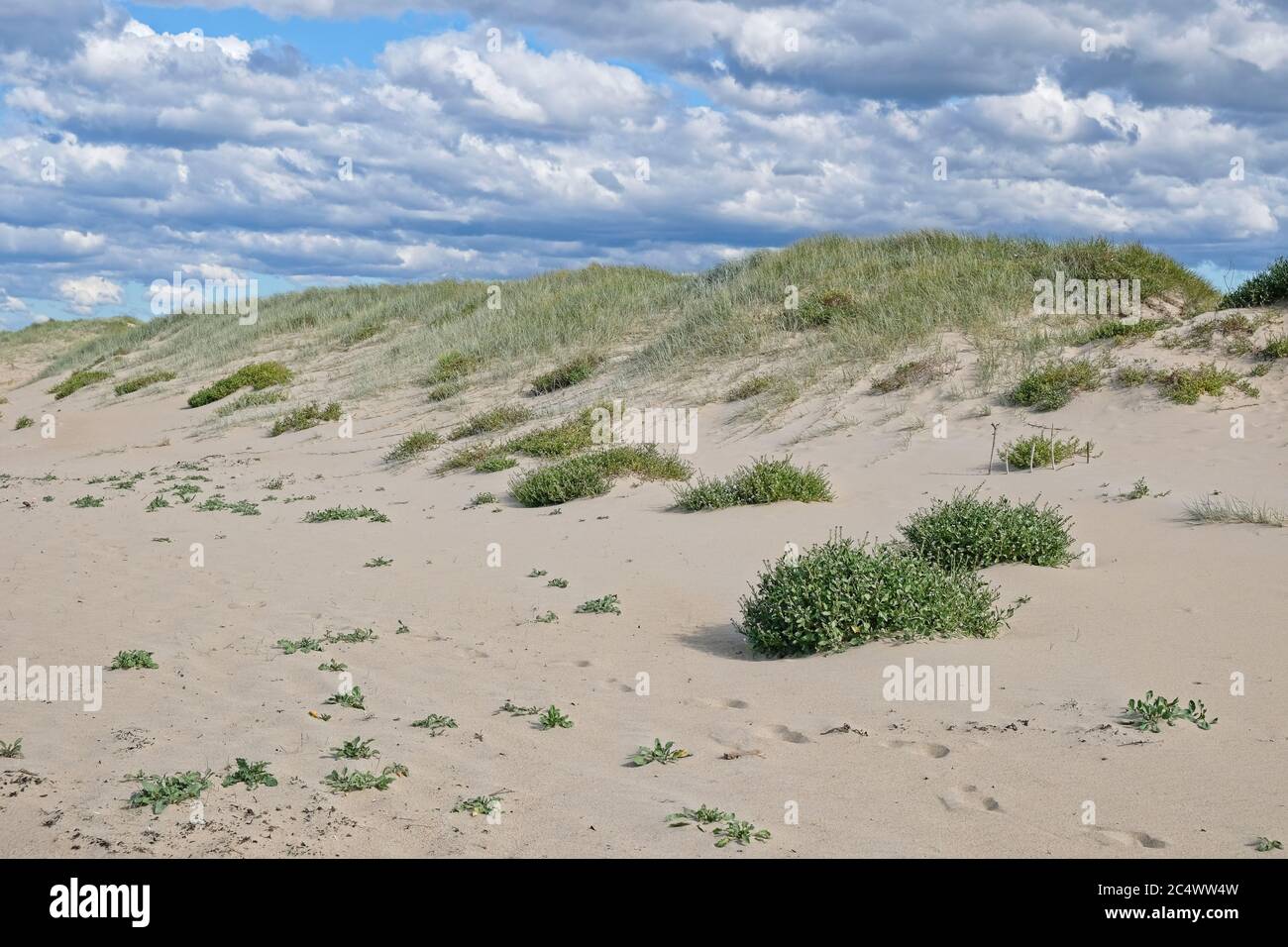 Looking across a beach sand dune, with sparse grasses growing, towards ...