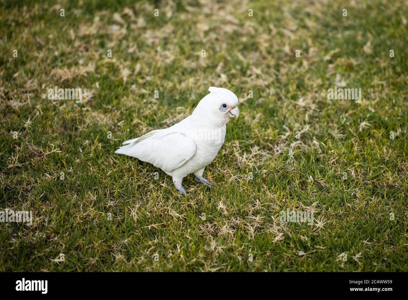 Australian short billed little corella (Cacatua sanguinea) parrot ...