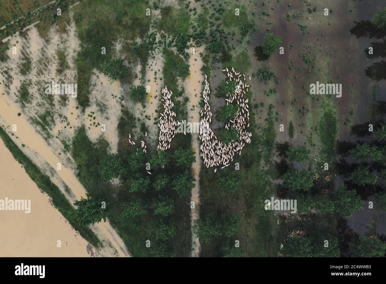 Flock of sheep on flooded pasture, aerial view top down from drone pov ...