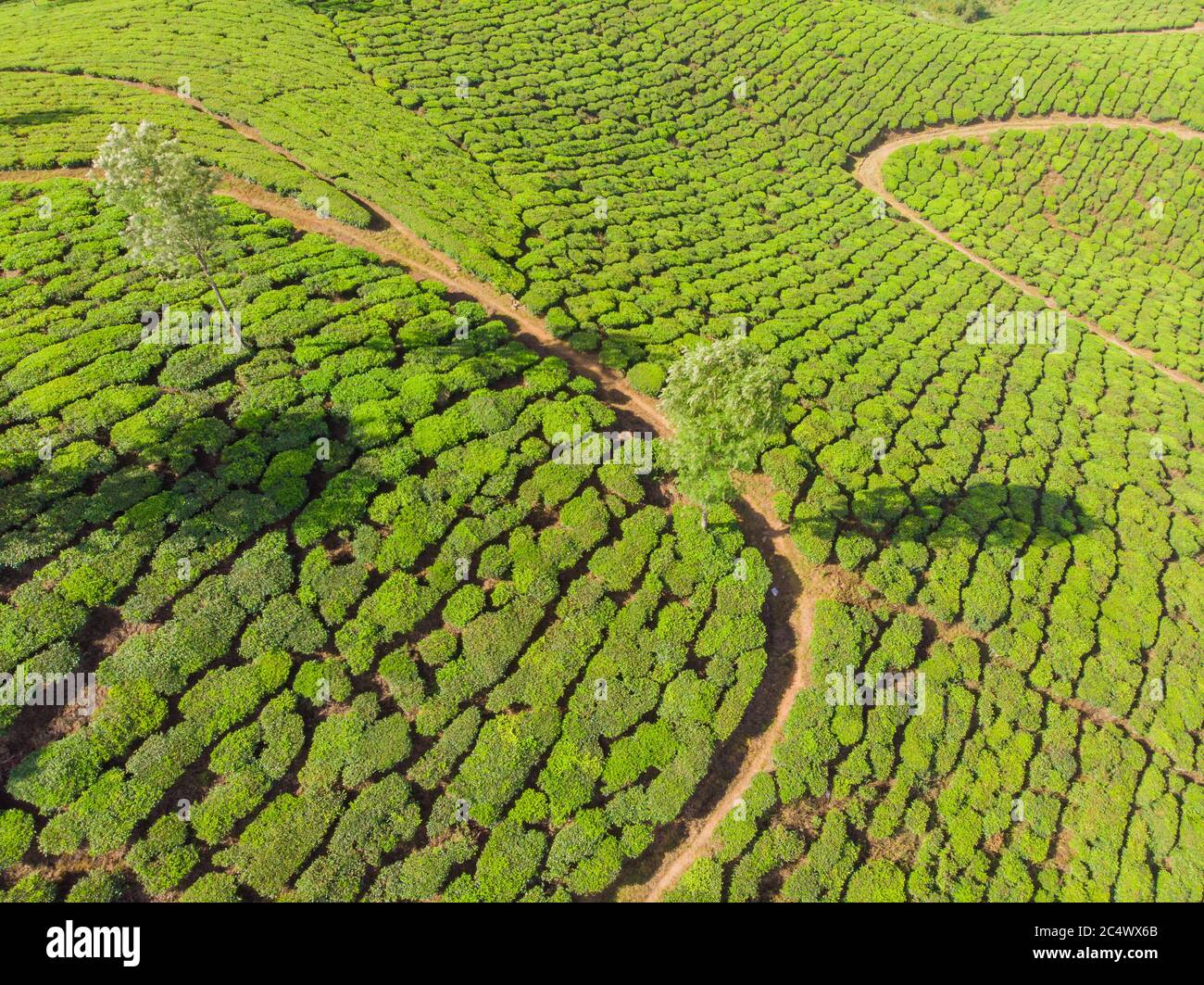 Aerial view of tea plantations near the city of Munar. India Stock ...