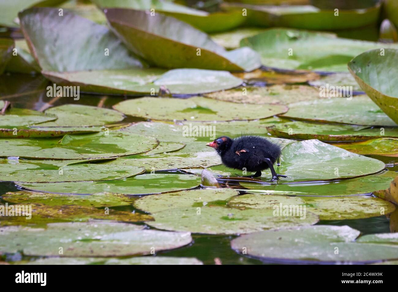 Common Moorhen or European Moorhen chick (Gallinula Chloropus Stock ...