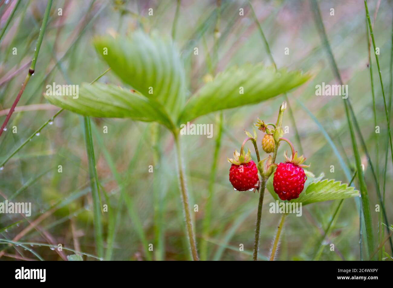 Wild red strawberries in the forest background after the rain, close up ...