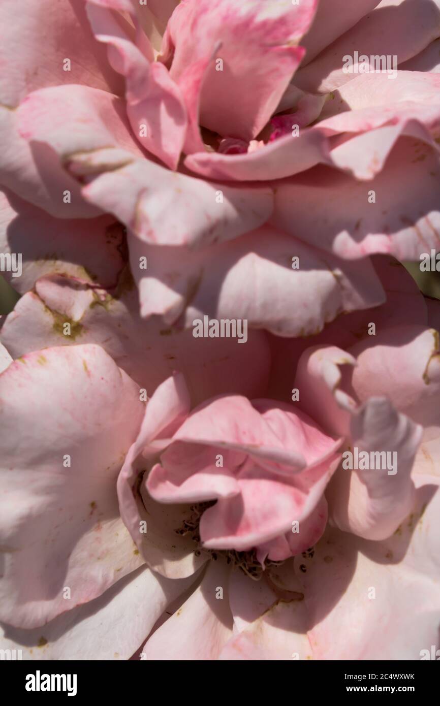 Pink open rose flower in summer with soft background Stock Photo - Alamy