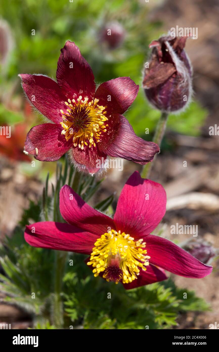 Pulsatilla vulgaris 'Pinwheel Dark Red Shades' a spring red perennial ...