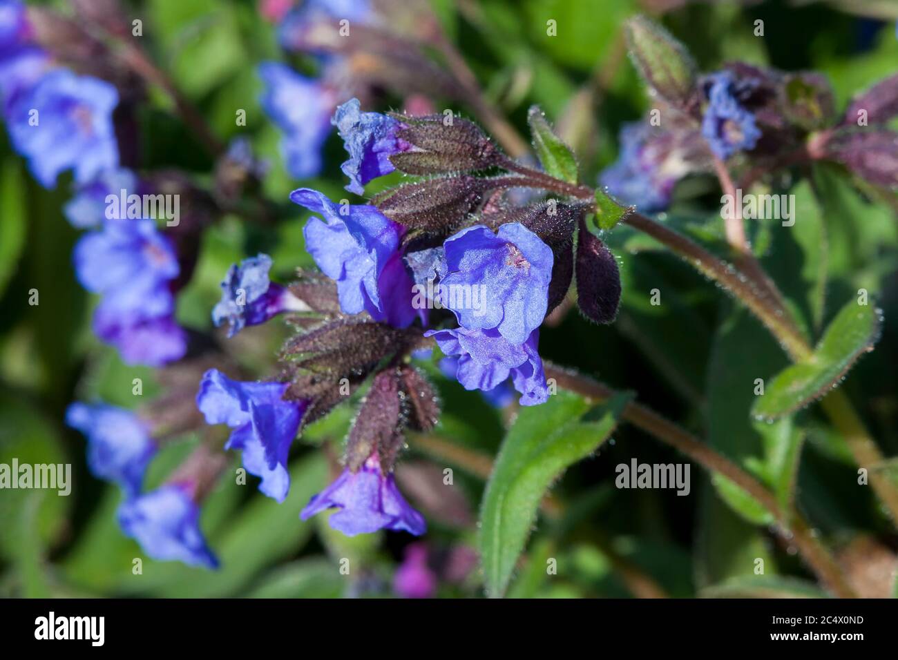 Pulmonaria 'Blue Ensign' a spring blue perennial flower plant commomly ...
