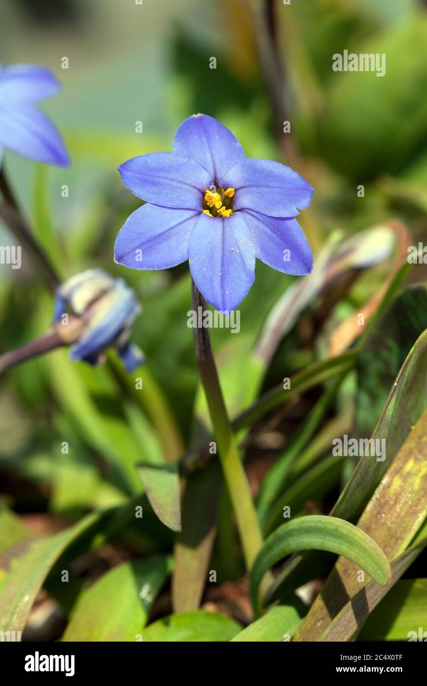 Ipheion 'Jessie' a spring blue perennial flower plant commomly known as ...