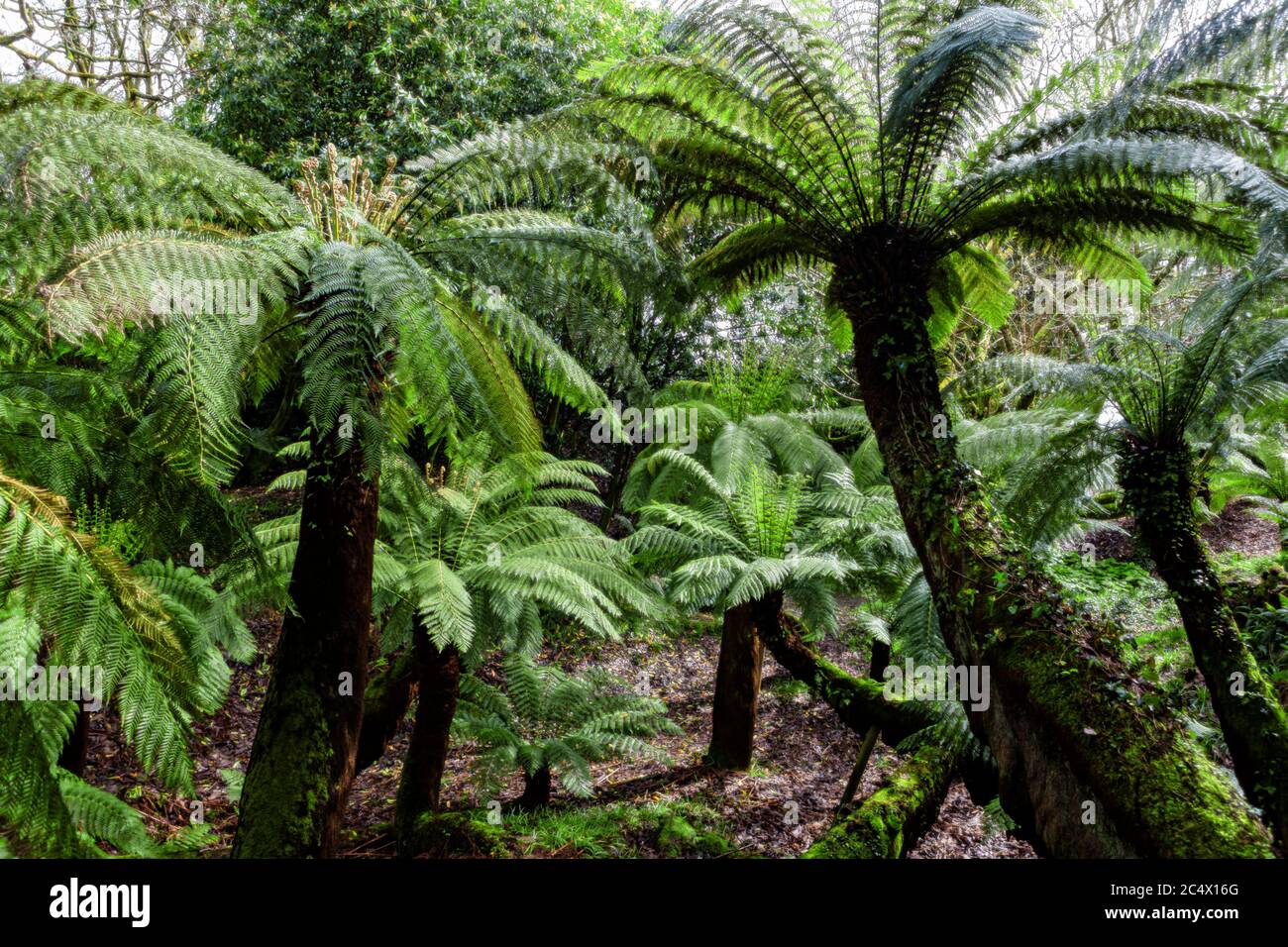 Tree ferns (Dicksonia antarctica), Trewidden Garden, Penzance, Cornwall ...