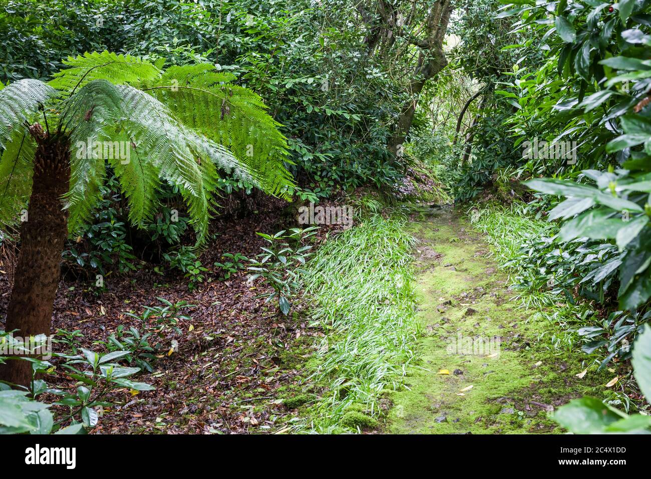 Mossy path, Trewidden Garden, Penzance, Cornwall, UK Stock Photo - Alamy