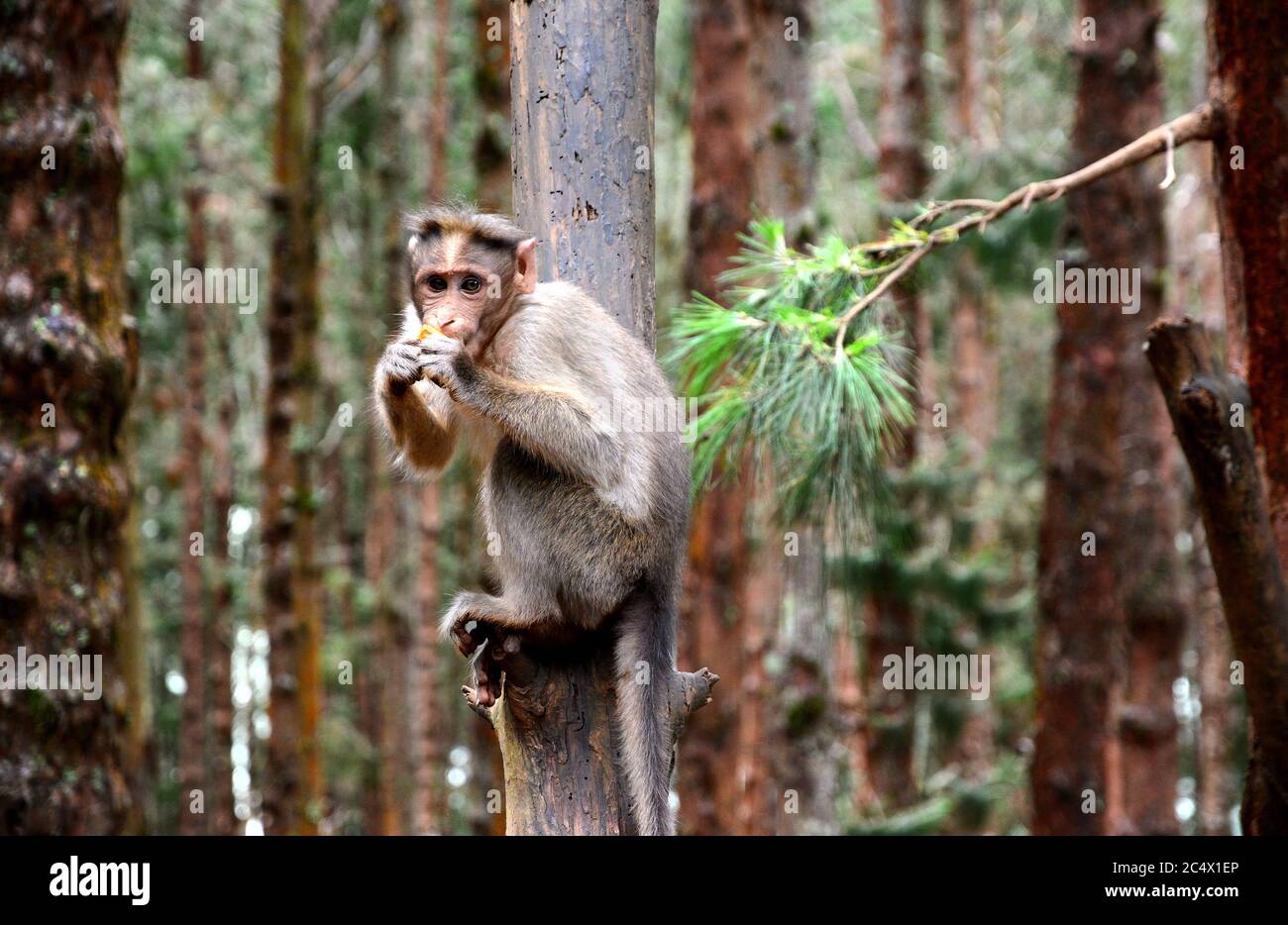 Monkey busy eating High Resolution Stock Photography and Images - Alamy