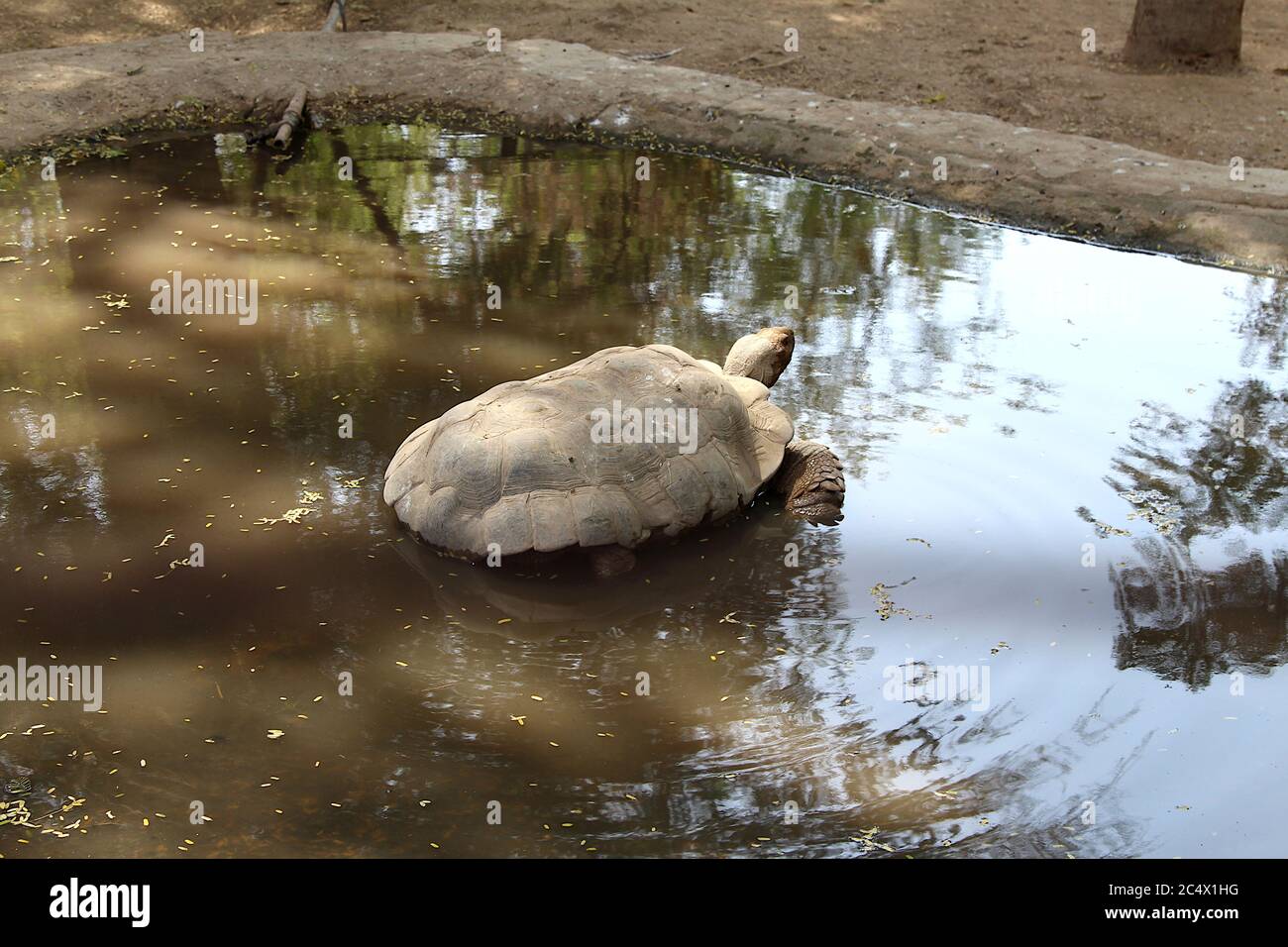 Giant tortoise cooling off in a pond of muddy water Stock Photo - Alamy