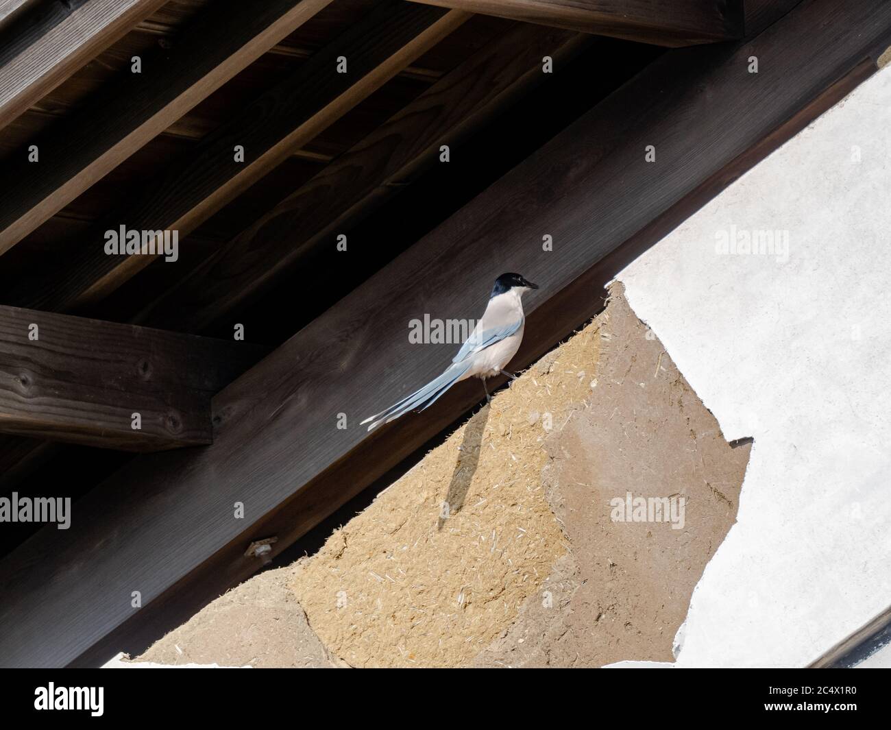 A Japanese azure-winged magpie, Cyanopica cyanus, perches on the ...