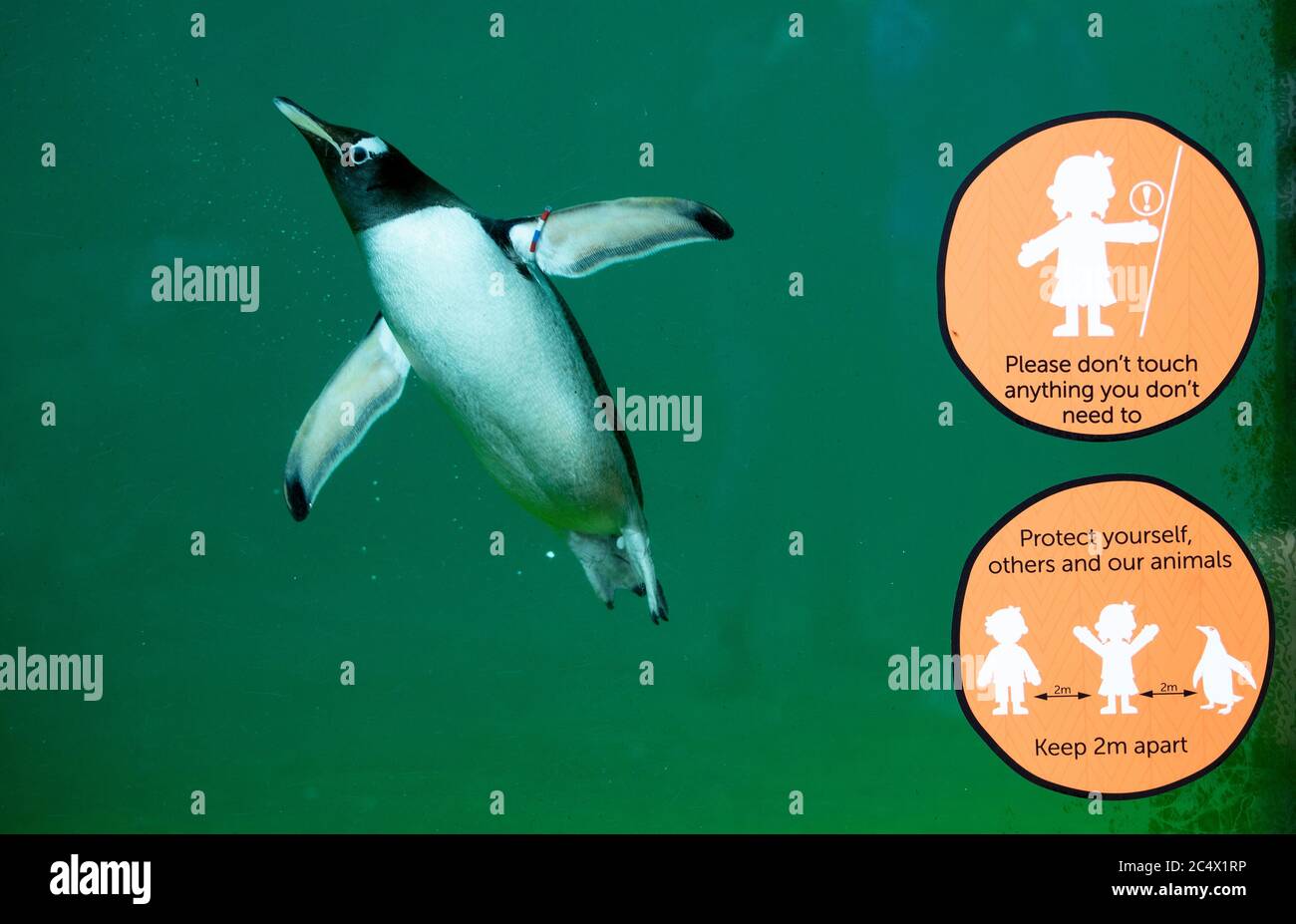 Safety notices on penguin enclosure hi-res stock photography and images ...