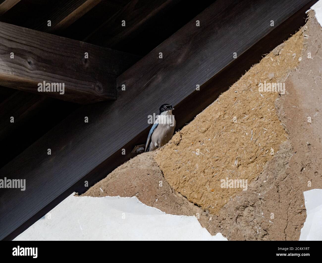 A Japanese azure-winged magpie, Cyanopica cyanus, perches on the ...