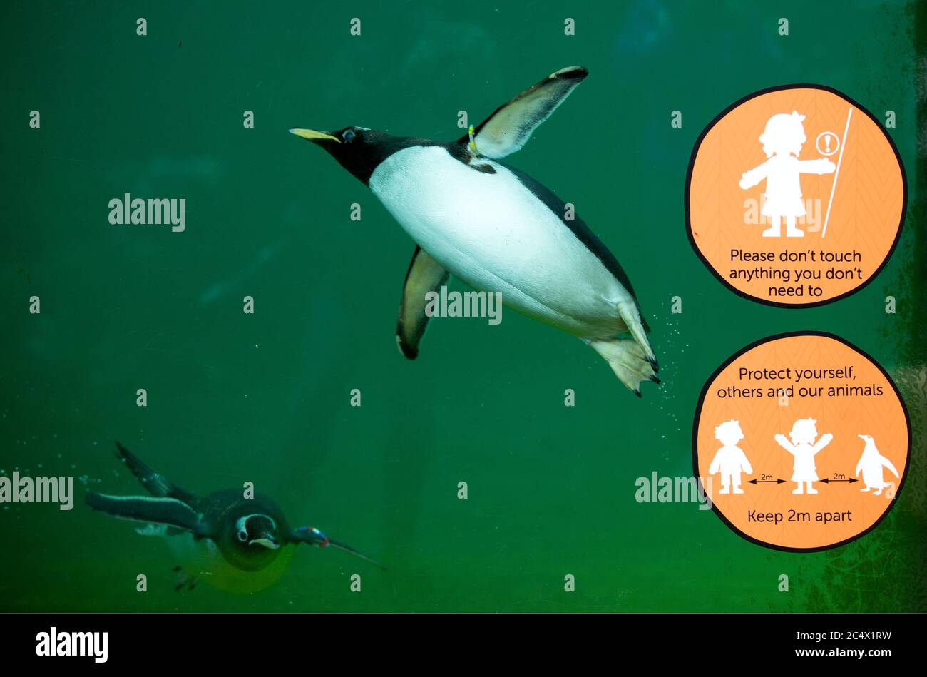 Safety notices on penguin enclosure hi-res stock photography and images ...