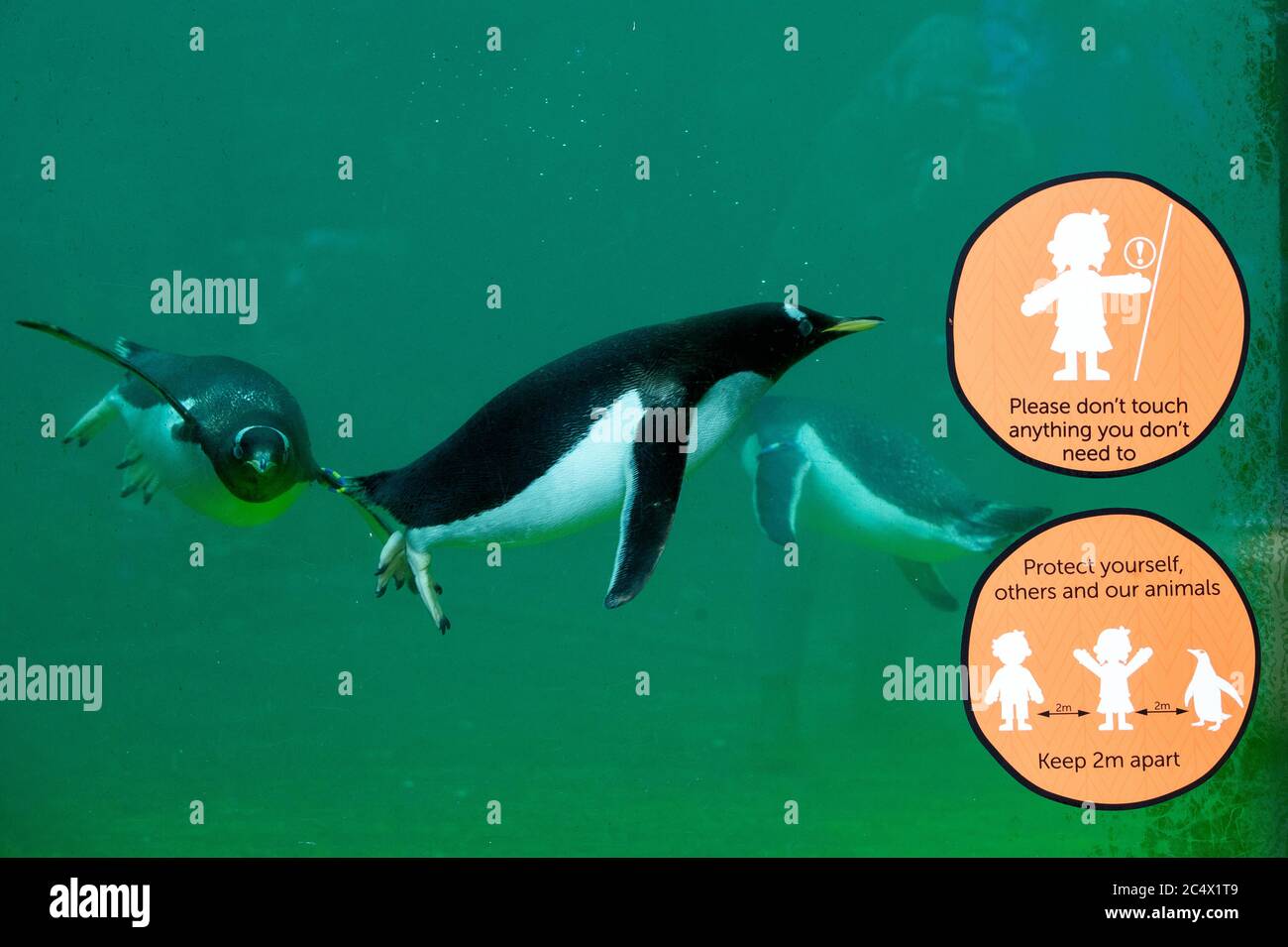 Safety notices on penguin enclosure hi-res stock photography and images ...