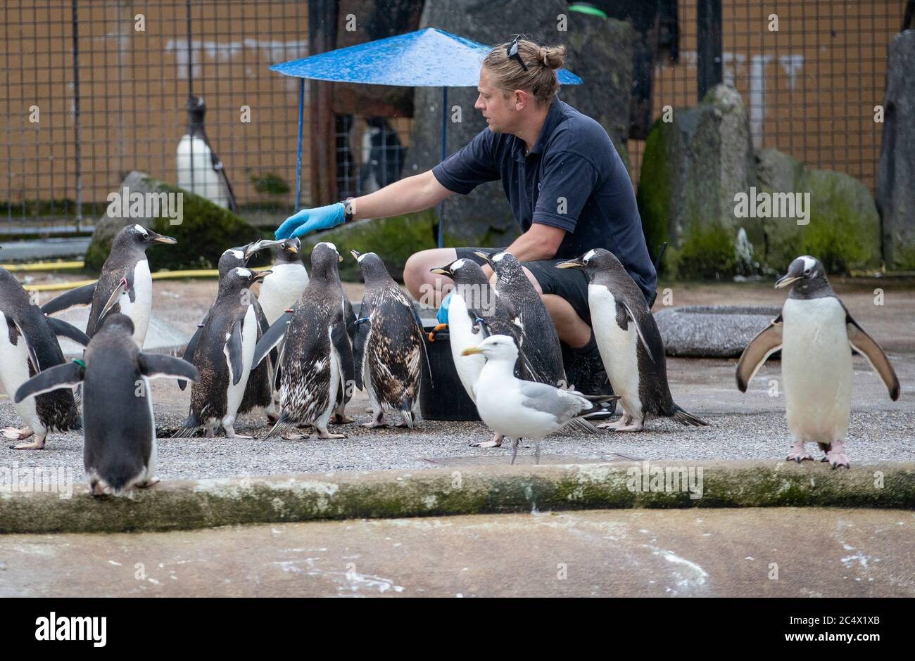 Zoo keepers feed penguins hi-res stock photography and images - Alamy