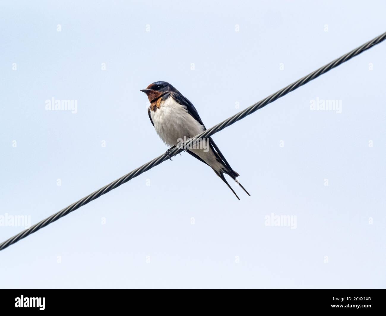 A Japanese barn swallow, Hirundo rustica gutturalis, sits on a utility ...