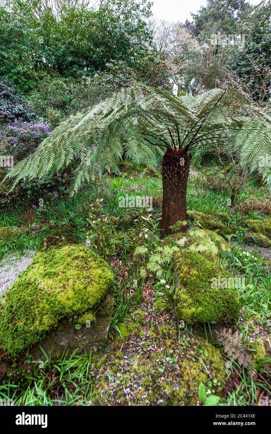 Tree fern (Dicksonia antarctica), Trewidden Garden, Penzance, Cornwall ...