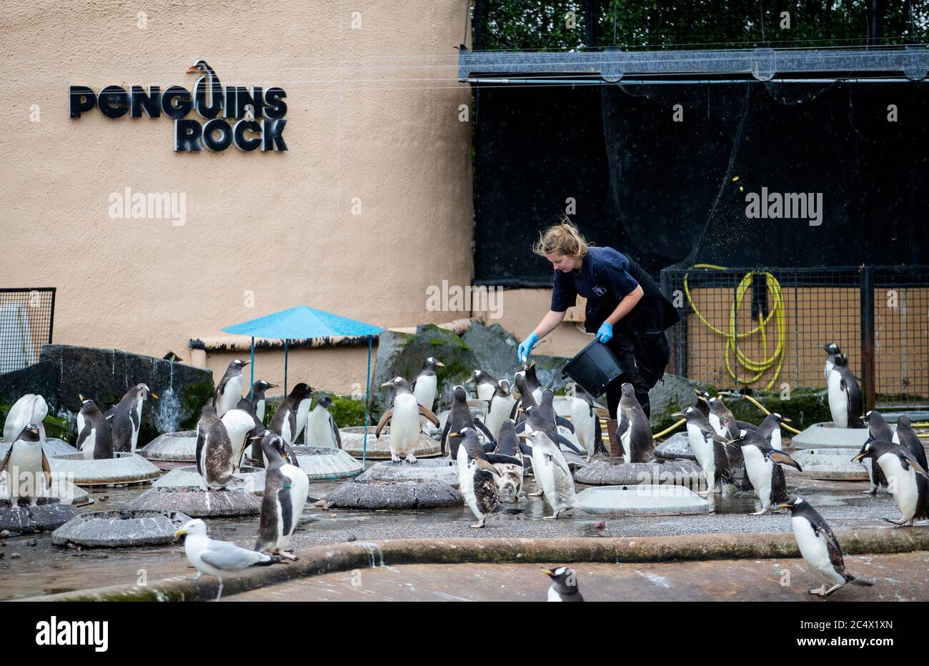 Zoo keepers feed the penguins as members of the public visit Edinburgh ...