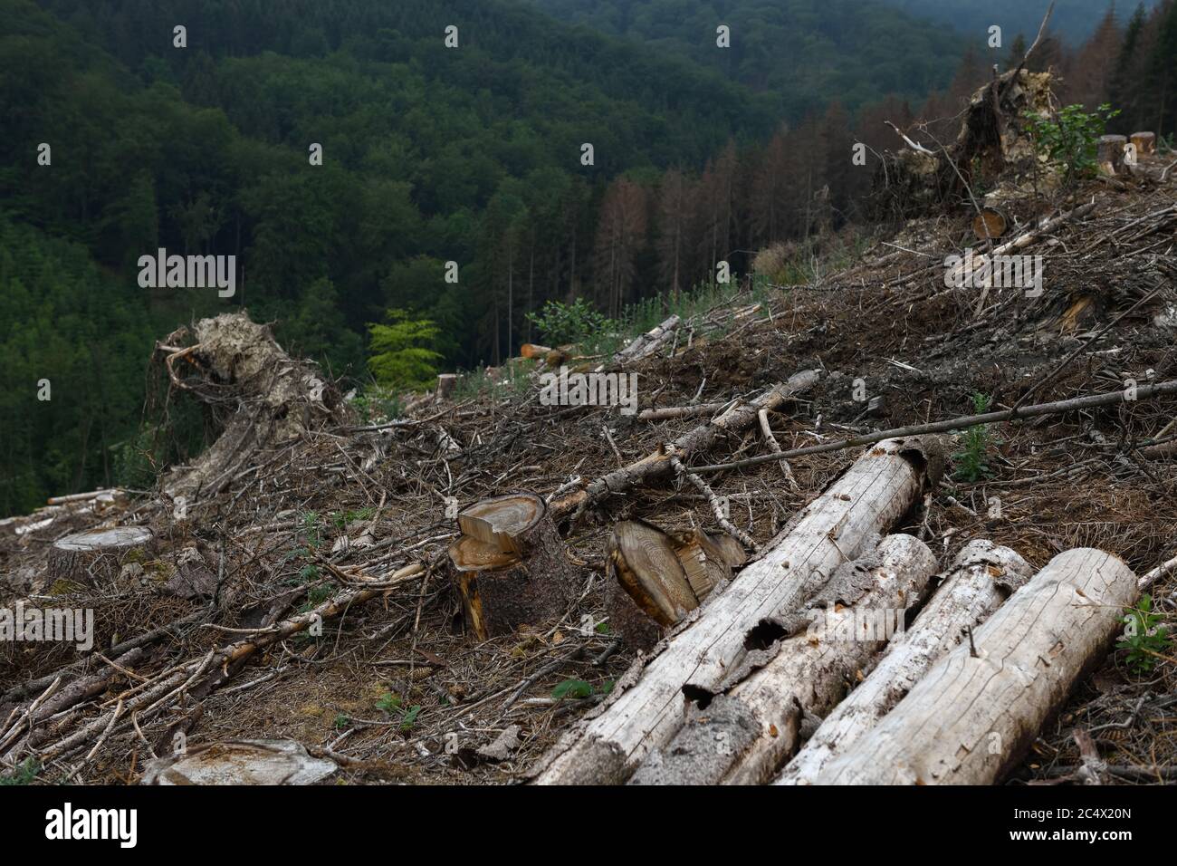 Forest dieback, spruce dieback due to drought and bark beetle attack ...