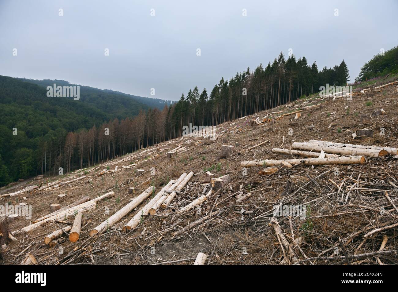 Forest dieback, spruce dieback due to drought and bark beetle attack ...
