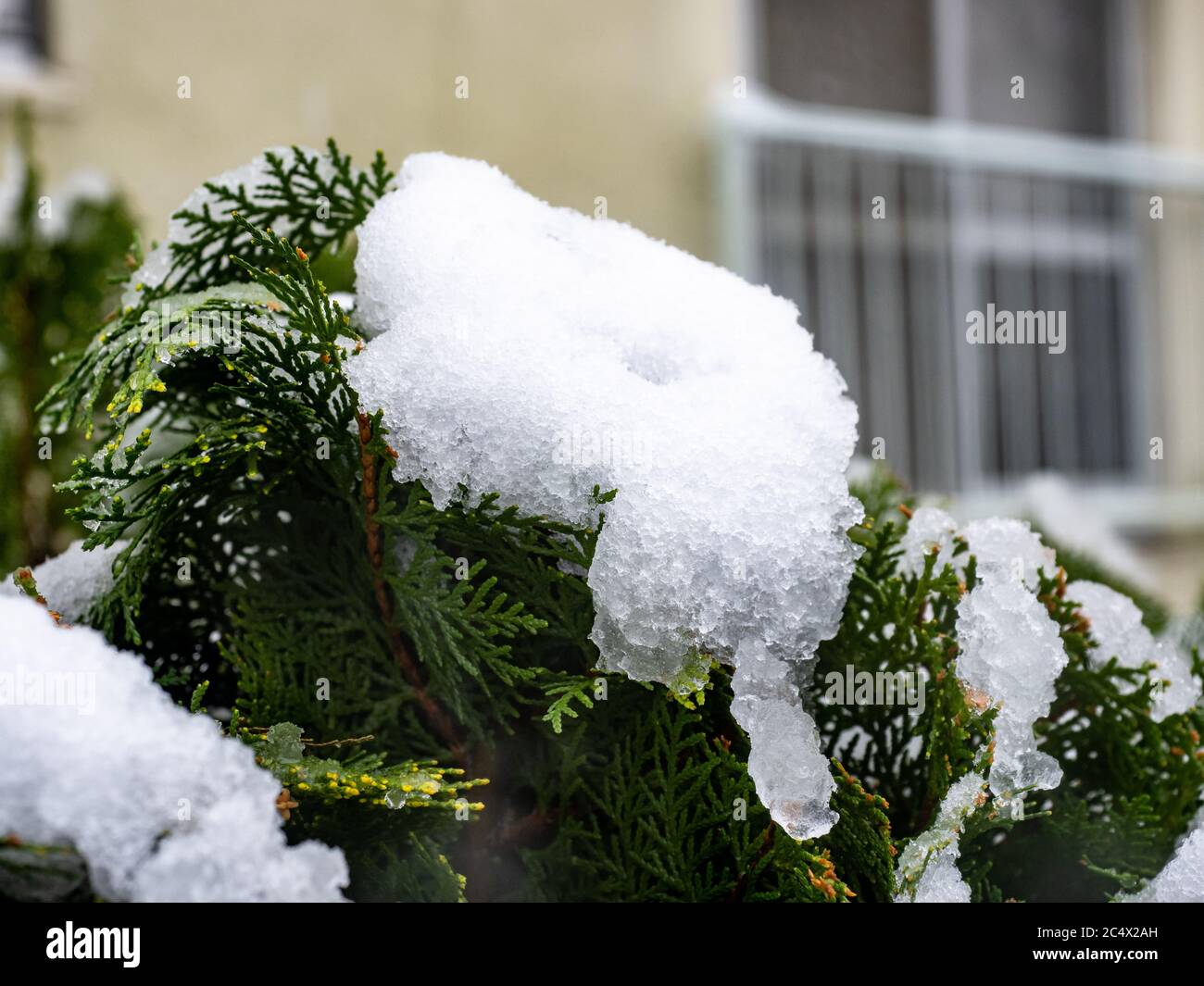 Wet snow clings to the branches of a small Japanese cedar tree after a ...