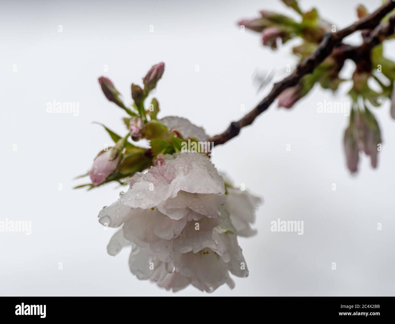 Japanese cherry blossoms, sakura, bloom while covered in snow in a ...