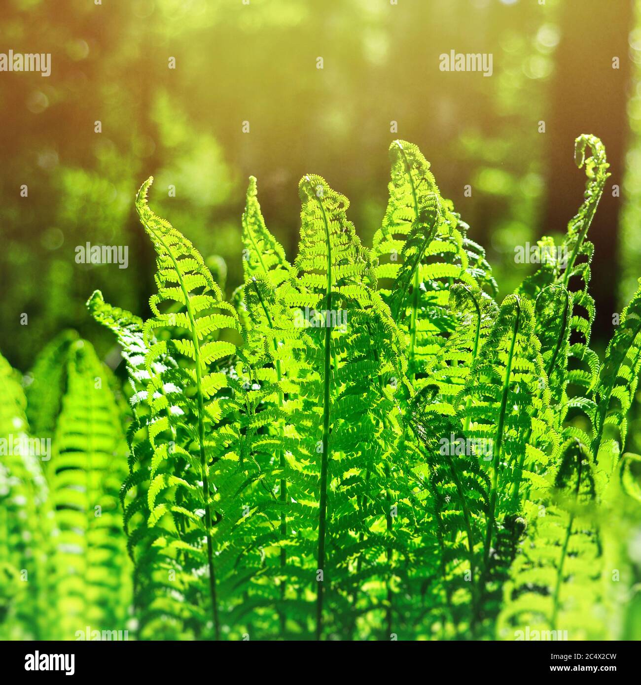 Beautiful fern hi-res stock photography and images - Alamy