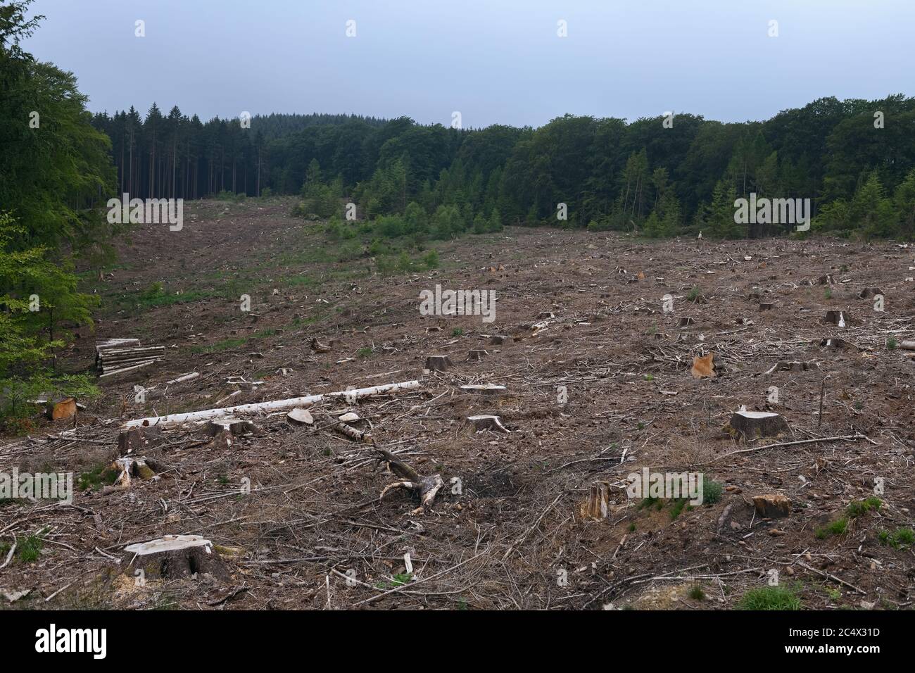Cleared area of felled trees after forest dieback, spruce dieback due ...