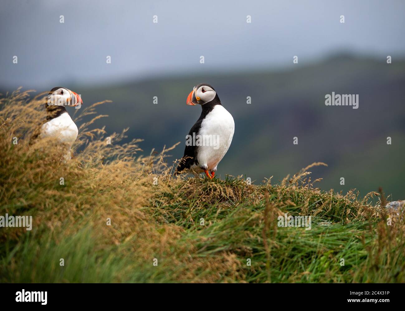 The Atlantic puffin, also known as the common puffin Stock Photo - Alamy